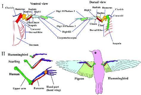 Human Wings Anatomy