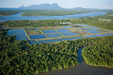Shrimp Farming Mangroves