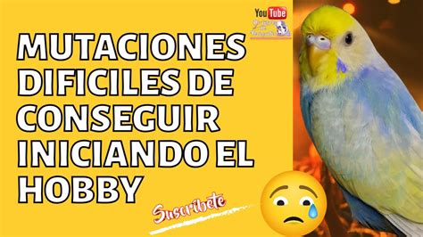 Mutaciones de Periquitos Difíciles de Conseguir YouTube