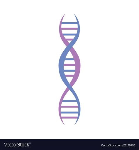 Dna Molecule Spiral Isolated On White Background Vector Image