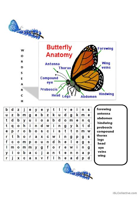 Butterfly Word Search English ESL Worksheets Pdf Doc
