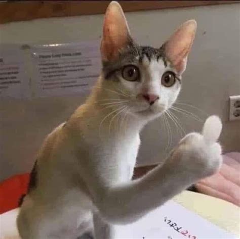 Chia sẻ hơn 98 ảnh mèo meme bựa mới nhất Tin Học Vui