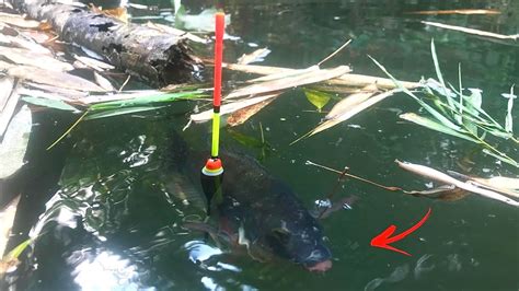 Mancing Ikan Nila Liar Di Sungai Beruntungnya Bukan Main Yakin Spot Ini