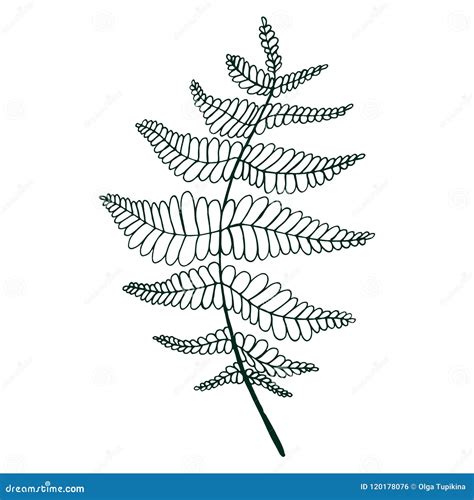 Hoja Del Helecho De La P Gina Que Colorea Modelo Aislado Ilustraci N