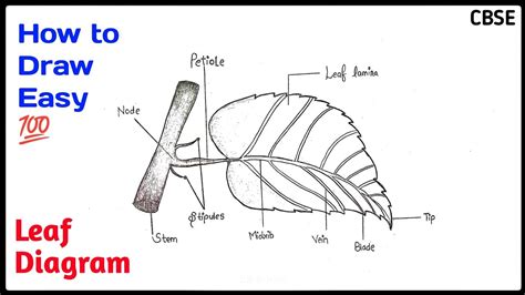 How To Draw Leaf Diagram Leaf Diagram Easily Step By Step For