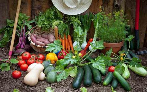 Les L Gumes Mettre Dans Son Potager Decodambiance