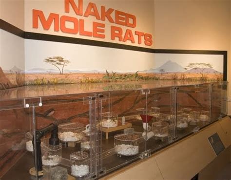 Pacific Science Center Life Sciences Mole Rat Update