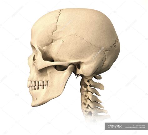 Fotos Do Crânio Humano FDPLEARN