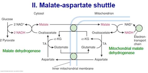 Principles Of Metabolism Flashcards Quizlet