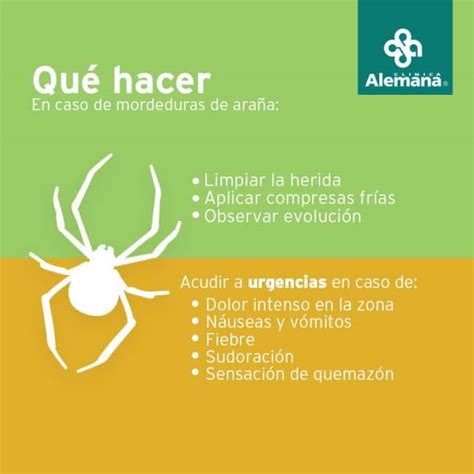 Cómo Curar Picadura De Araña MiBBmemima