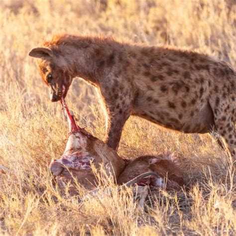 Top Imagen Peleas De Leones Contra Hienas Abzlocal Mx