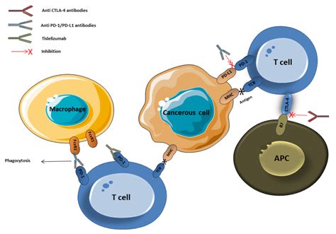 Immune Checkpoints Inhibitors Mechanism Of Action Pd Programmed Cell