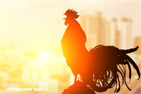 Por qué los gallos cantan al amanecer culturizando Alimenta