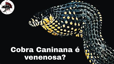 Cobra Caninana Venenosa A Cobra Do Bem Bi Logo Henrique O Bi Logo