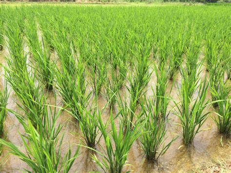 Why Indias Farm Exports May Face Obstacles Ahead Knowledge News