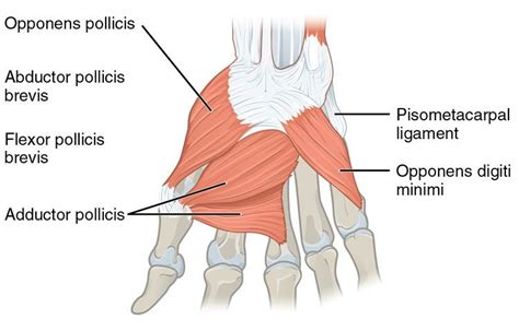 Opponens Digiti Minimi Muscle Of Hand Alchetron The Free Social