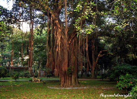 Hanging Roots Banyan Tree En Wikipedia Org Wiki Banyan Flickr
