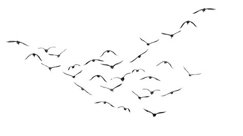 Bird HD PNG Transparent Bird HD PNG Images PlusPNG