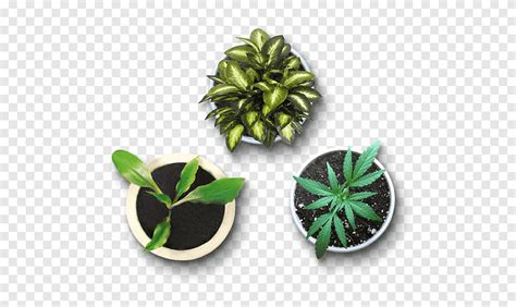 Potted Plants Png Top View