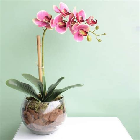 Vaso para Orquídea 45 Modelos Ideais e Como Cultivá la