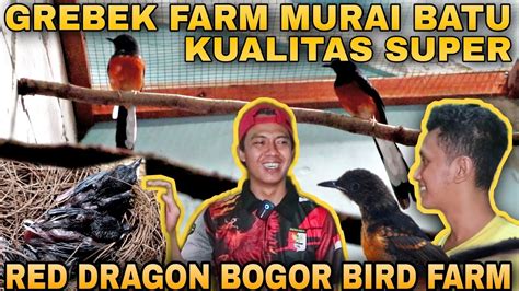 GREBEK FARM BURUNG MURAI BATU BOGOR Di RED DRAGON BOGOR BIRD FARM MURAI