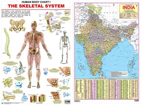 Buy The Skeletal System Wall Chart Human Body Chart Both Side Hard