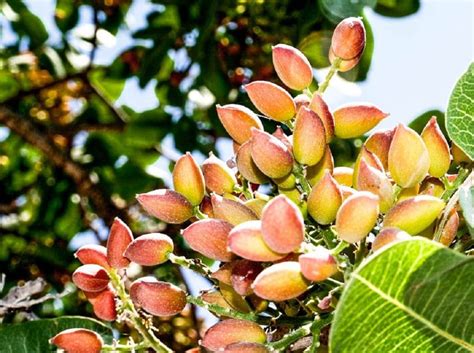 Cultivo Del Pistacho