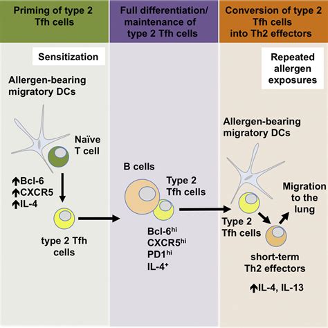 T Follicular Helper Cell Plasticity Shapes Pathogenic T Helper Cell
