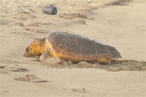 Caza De Tortugas En La Isla De Boa Vista GetYourGuide