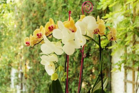 Cómo cuidar una orquídea en maceta Guía de Jardín