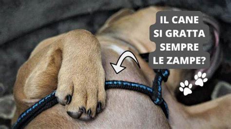 Il Cane Si Gratta Sempre Le Zampe I Rimedi Naturali