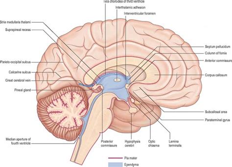 Sagittal Brain Ventricles