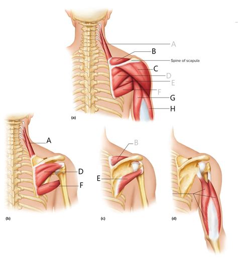 HB 9 9 7 Muscles That Move The Arm Posterior Shoulder View Diagram