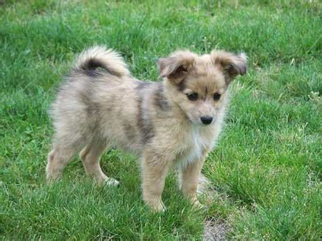 German Shepherd Pomeranian Mix A Ultimate Guide Allgshepherds