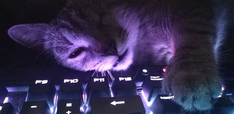 A Close Up Of A Cat Laying On Top Of A Computer Keyboard With Its Paw