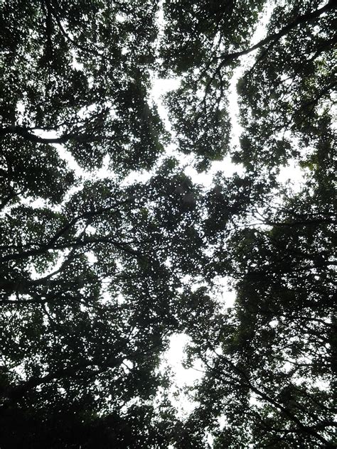 Kostenlose Foto Baum Wald Ast Silhouette Schwarz Und Wei Holz