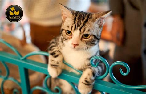 La ansiedad por separación en los gatos Causas síntomas y tratamientos