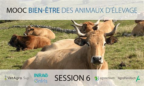 Sortie du MOOC Le bien être des animaux délevage session 6 Chaire