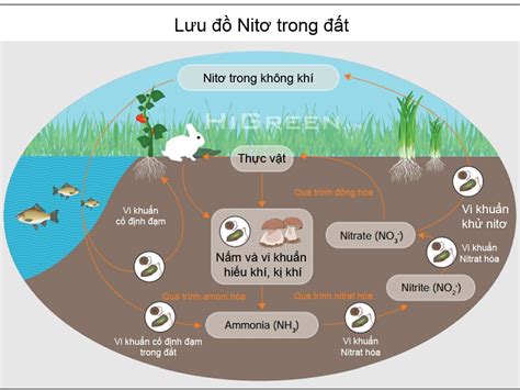 Lý thuyết chu trình nito sinh 12