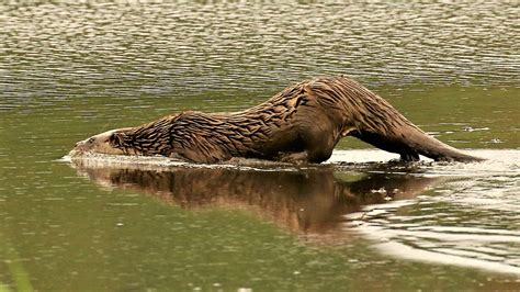 Otter Wild Leighton Moss Grisedale Hide John Livesley Flickr