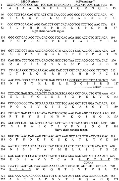 Full Length Sequence Of A Representative Scfv Primer Sequences And The