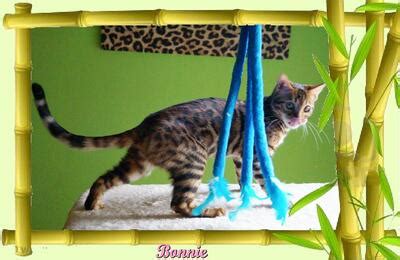 Bonnie Bengal Jungtier Katze Auf Tiere De