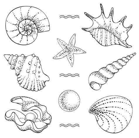 Disegni Di Conchiglie Da Colorare Disegni Da Colorare Gratis
