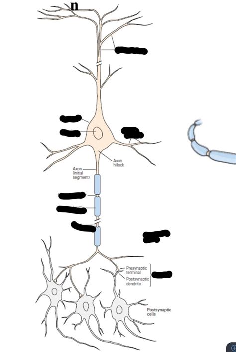 Neuron Diagram Diagram Quizlet
