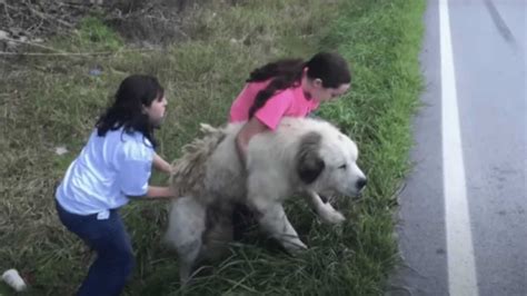 Cachorro abandonado é resgatado ao lado do corpo de seu irmão na estrada