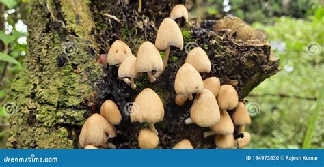 Mushrooms Growing In Clusters On The Tree Stock Photo Image Of