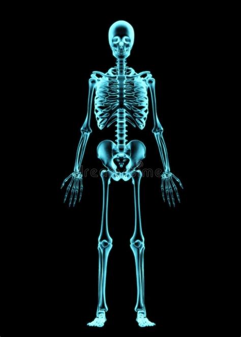 Sistema Esquel Tico Humano Modelo Anat Mico Cartel M Dico Del Ejemplo
