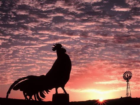 Por que los gallos cantan en las horas de la mañana