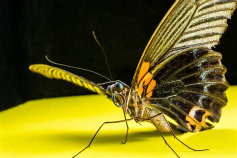 Schmetterling Falter Insekt Kostenloses Foto Auf Pixabay Pixabay