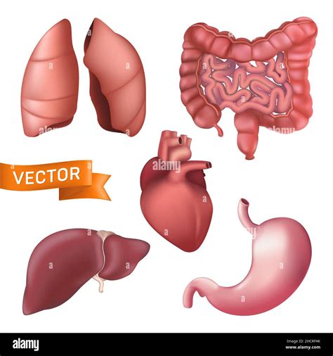 Conjunto de órganos internos de anatomía humana realista 3d
